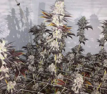 Solfire Gardens - THE DON MEGA F2 - Goose Seeds