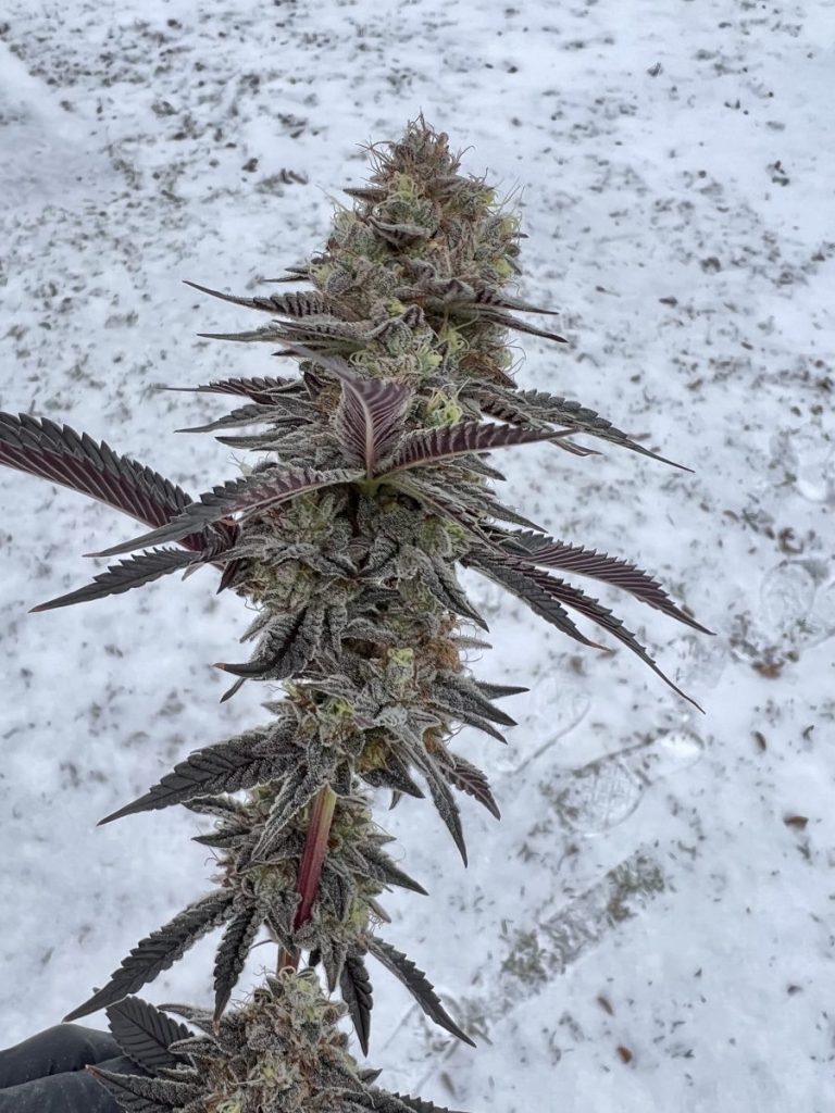 Fennec Genetics - Mintberry Crunch - Goose Seeds